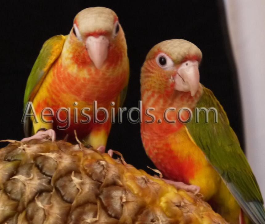 Mutation Greencheeks